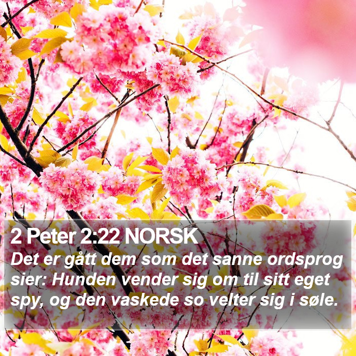 2 Peter 2 Bible Images - 2 Peter Chapter 2 NORSK Bible Verse Pictures