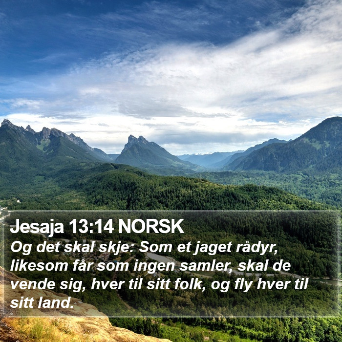 Jesaja 13:14 NORSK - Og det skal skje: Som et jaget rådyr, likesom
