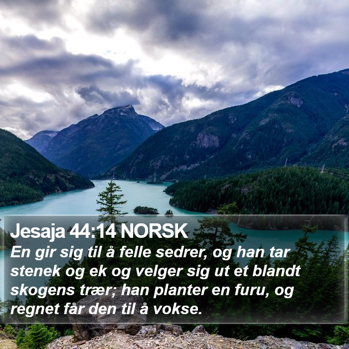 Jesaja 44:14 NORSK - En gir sig til å felle sedrer, og han tar stenek