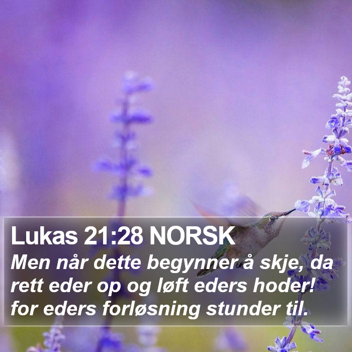 Lukas 21:28 NORSK - Men når dette begynner å skje, da rett eder op
